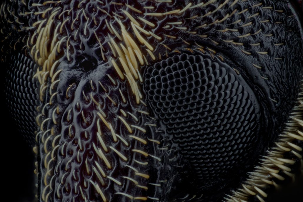 The fascination of insects by photographer Thorben Danke ...