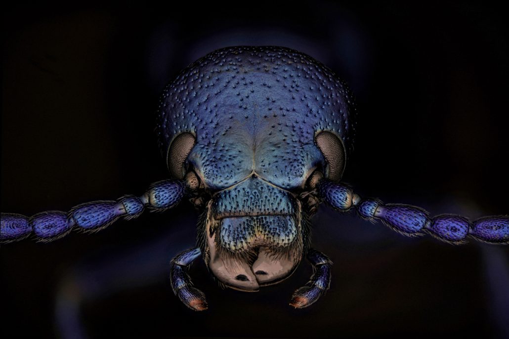 The fascination of insects by photographer Thorben Danke ...